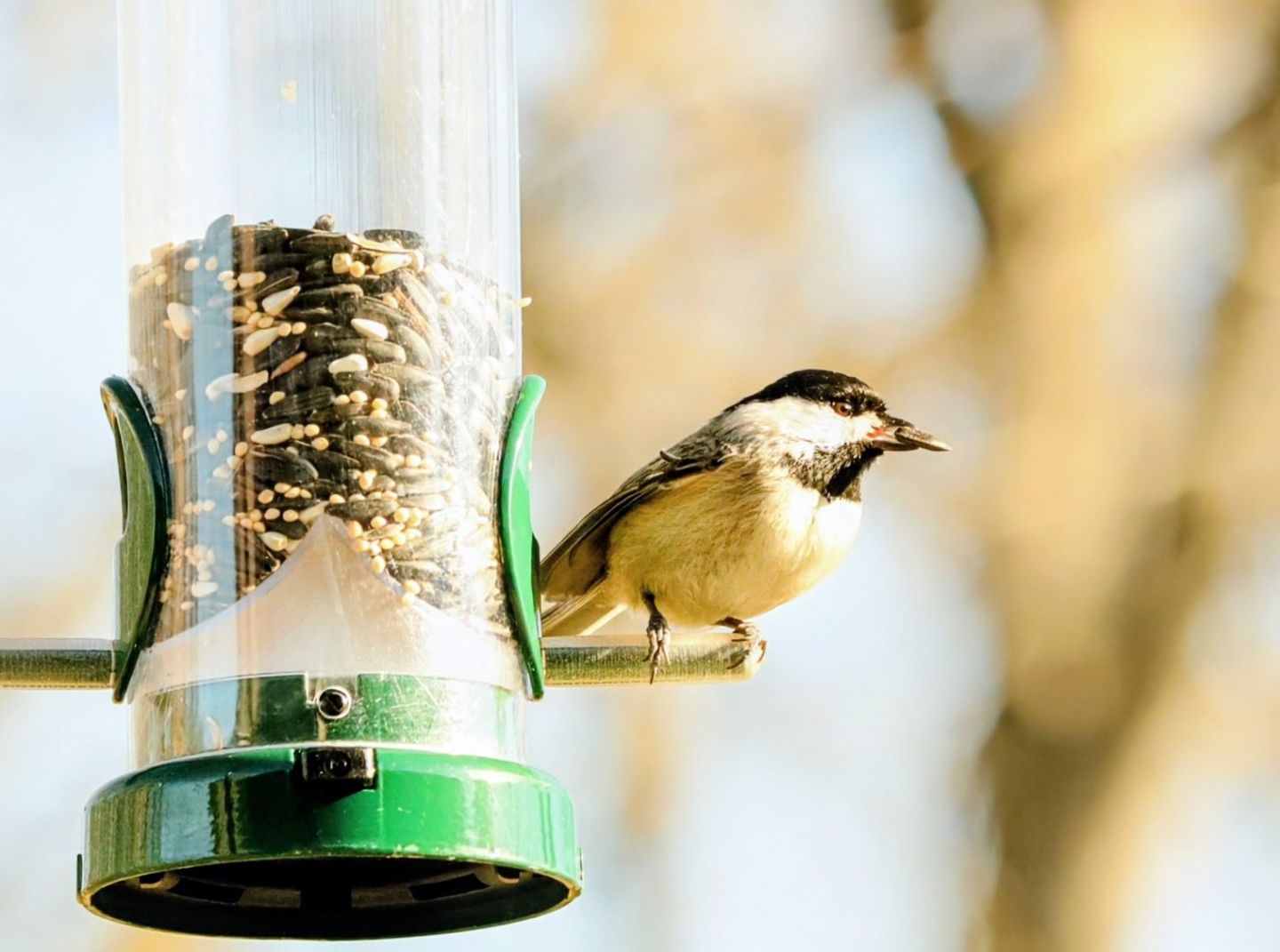 A New Year Prayer: To You, O LORD, I Lift Up My Soul – Amy's Axons