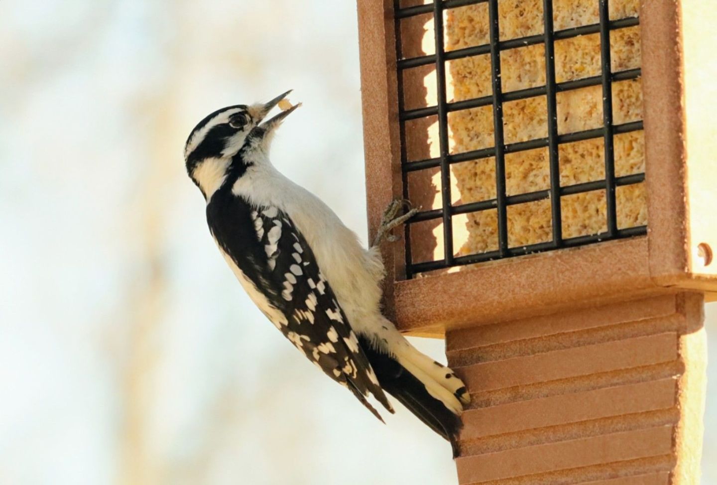 A New Year Prayer: To You, O LORD, I Lift Up My Soul – Amy's Axons