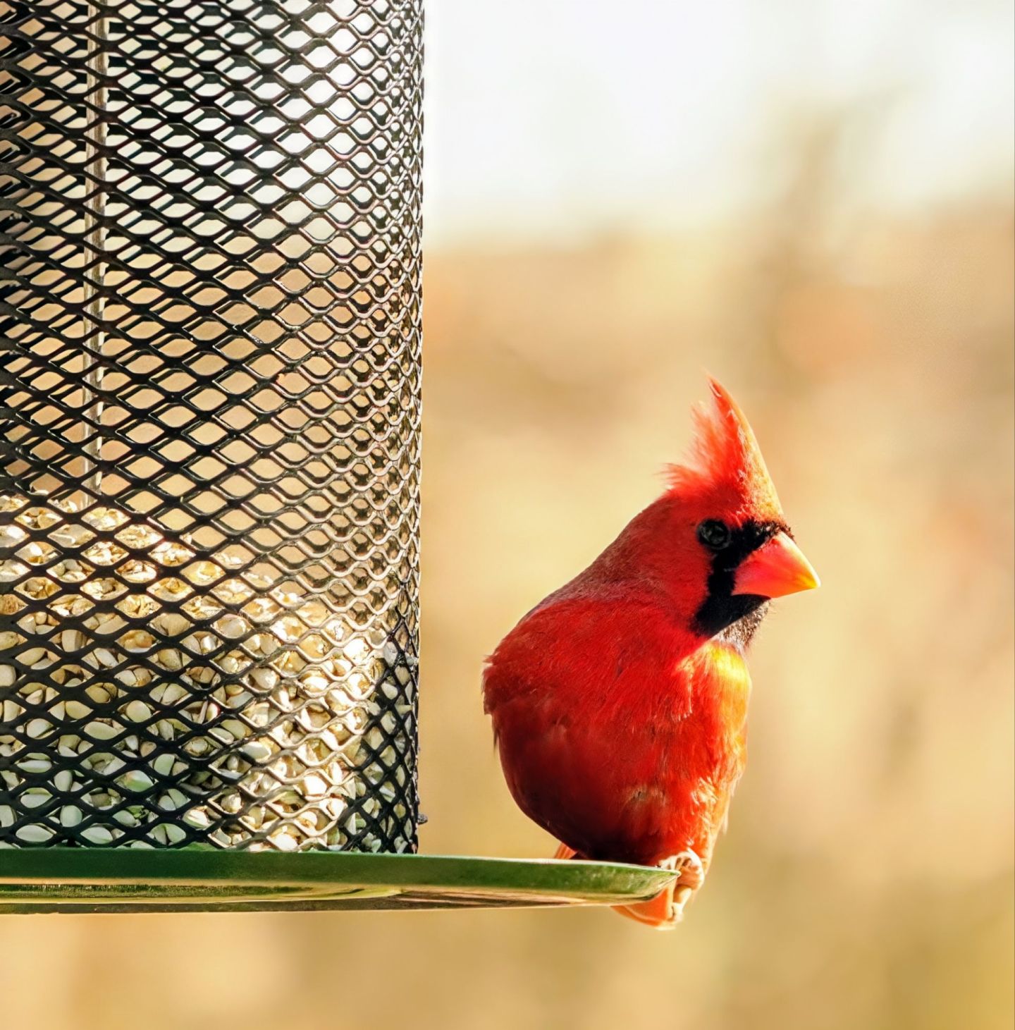 A New Year Prayer: To You, O LORD, I Lift Up My Soul – Amy's Axons
